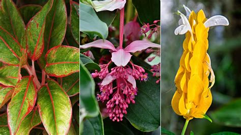 Plantas De Interior Poco Conocidas Perfectas Para El Hogar Jardinatis