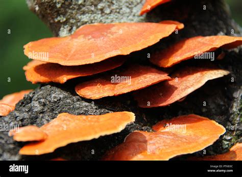 Orange Fungus Tree High Resolution Stock Photography And Images Alamy
