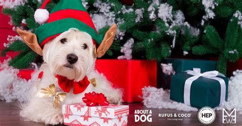 Pupsy Special Offers on Dog Treats & Accessories