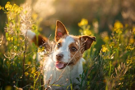 Ab Wann Sind Hunde Geschlechtsreif Ein Überblick Haustierratgeberde