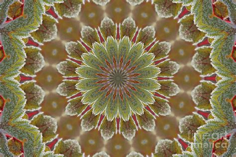 Frosted Maple Leaf Kaleidoscope Digital Art By J Mccombie Fine Art