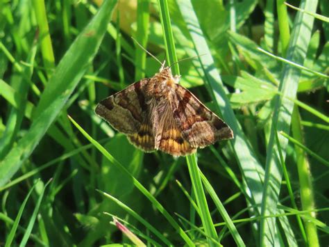 Small Eggar Web And Burnet Companion Badbury Rings Dorset Butterflies