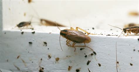 How To Get Rid Of Roaches In Kitchen Drawers Wow Blog