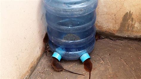 Water Bottle Mouse Trap Mouse Trap Crafts Best Homemade Mouse Trap