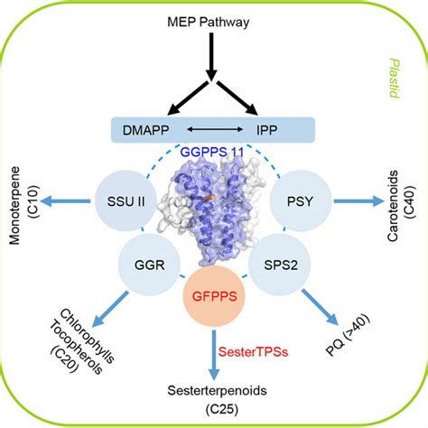 Simplified Methylerythritol Phosphate Mep Derived Terpene Pathways In