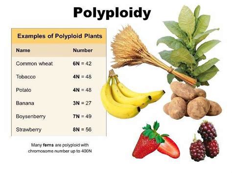 13 Some Commonly Produced Polyploid Crops Download Scientific Diagram