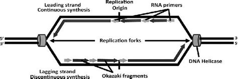 Bidirectional Replication Dna Replication Molecular Biology Zoology Bidirectional Replication Dna Replication Molecular Biology Zoology
