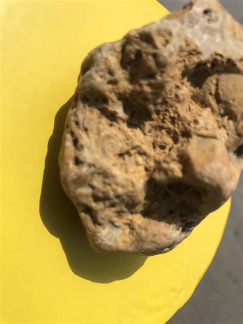 Snail R Fossils