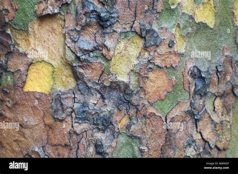 Camouflage Bark Close Up Tree Hi Res Stock Photography And Images Alamy