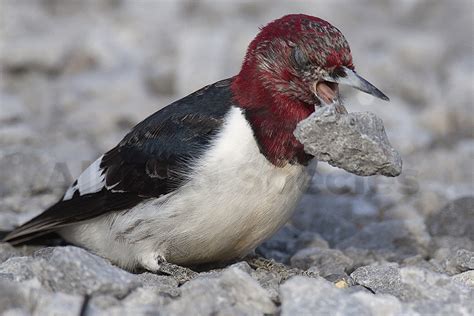 Types Of Woodpeckers In North Carolina With Images All Bird Species