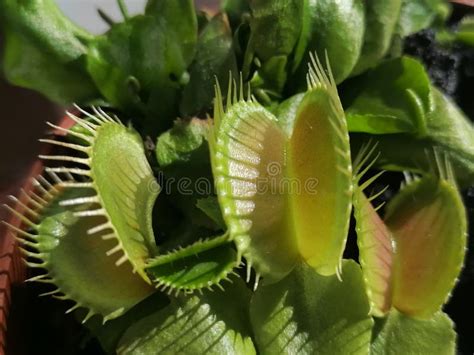 Venus Flytrap Dionaea Muscipula Carnivorous Plant Stock Image Image