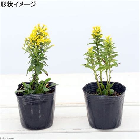 dショッピング 山野草ミヤマアキノキリンソウ深山秋の麒麟草 3号1ポット カテゴリ観葉植物の販売できる商品 チャーム