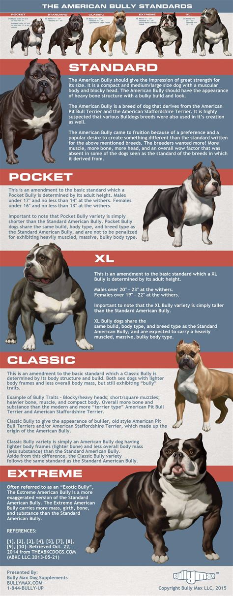 5 Types Of American Bully Infographics ⋆ American Bully Daily