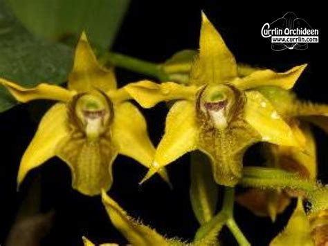 Dendrobium Macrophyllum Var Ternatense Currlin Orchideen