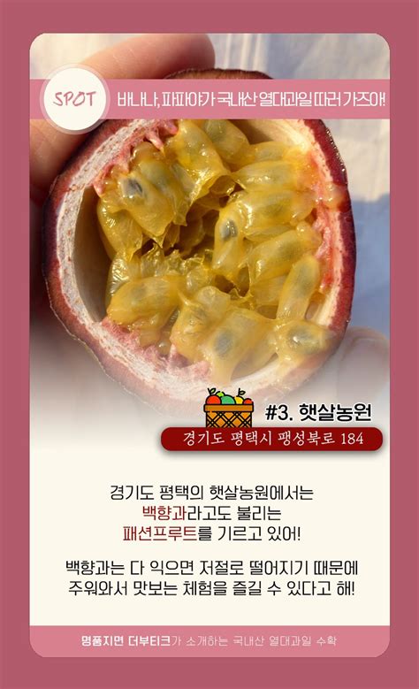 바나나 파파야가 국내산 열대과일 따러 가즈아 네이버 포스트
