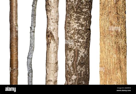 Set Of Natural Tree Trunks Isolated On White Background Stock Photo Alamy