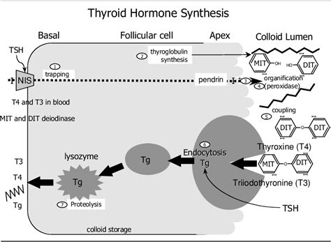 Figure 3 From 12 Thyroid And Parathyroid Physiology Semantic Scholar