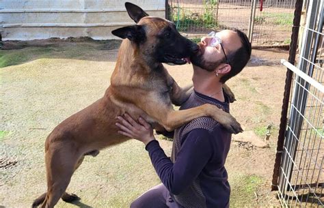 יסמין שנמצאה משוטטת בעוטף ועוד כלבים וחתולים מחפשים בית חם