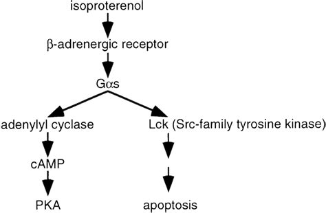 Signaling Pathways Used By Adrenergic Receptors Gs Could Activate Download Scientific Diagram