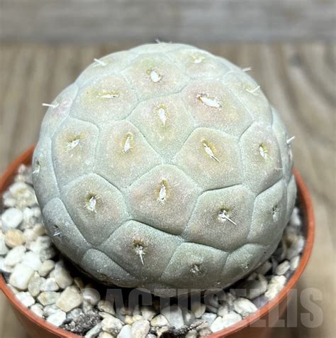 SHPR24398 Tephrocactus geometricus - Кактус онлайн