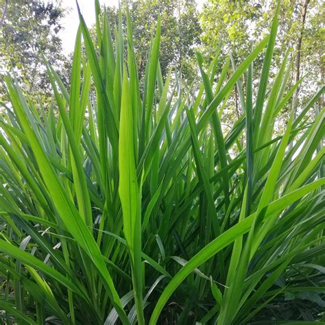 Ini Beda Rumput Odot Dan Rumput Gajah Jual Rumput Odot
