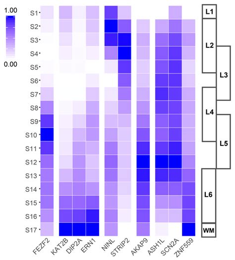 Heatmap Showing Relative Gene Expression Levels Of Fezf2 Other Mutated Download Scientific