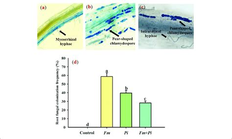 Root Fungal Colonization Of Polygonum Cuspidatum Sieb Et Zucc By Download Scientific Diagram