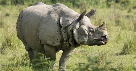 See—and Save—the Endangered Rhino