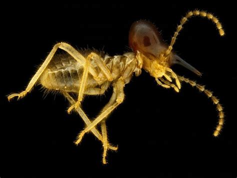 Blattodea Termitidae Tenuirostritermes Tenuirostris Nasute Termites