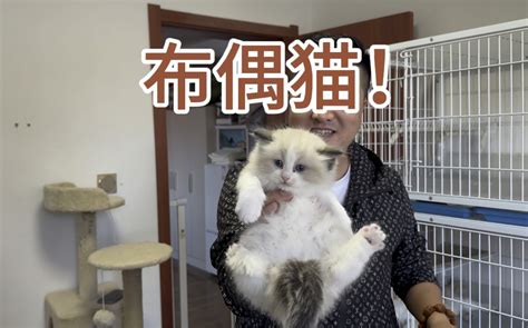 仙女布偶猫 大鹏带你去淘猫 大鹏带你去淘猫 哔哩哔哩视频