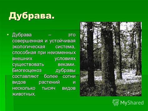 Лес Описание Фото – Telegraph