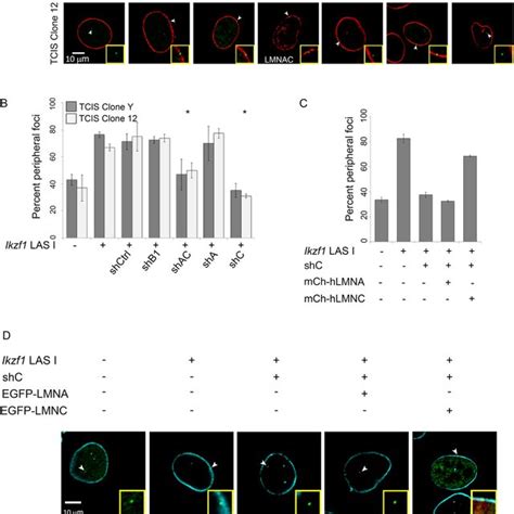 Specific Knockdown Of Lamin C Causes Lases To Delocalize From The
