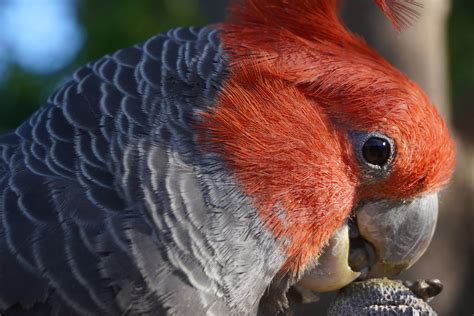 Saving Species With Nest Boxes