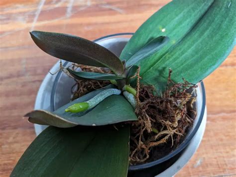 Orchid Flower Spike Vs Root 5 Ways To Identify Askgardening