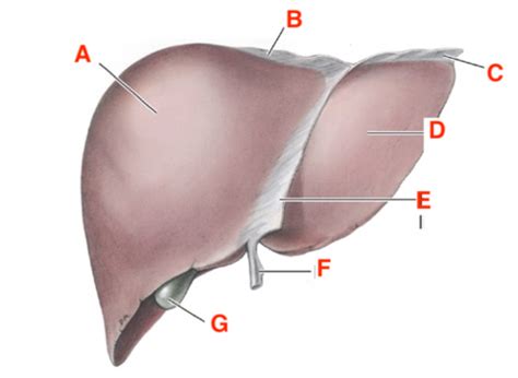Liver Gall Bladder Pancreas And Spleen Flashcards Quizlet