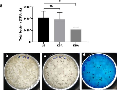 Selective Isolation Of Klebsiella Spp On Kba From A Heterogenous Download Scientific Diagram