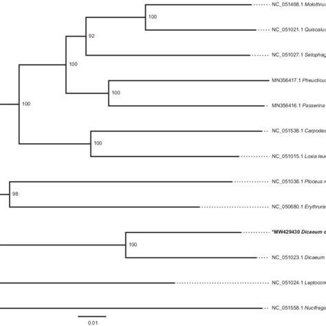 the maximum likelihood ml tree constructed using mitochondrial genome
