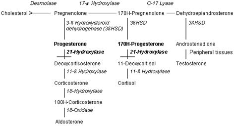 Congenital Adrenal Hyperplasia Not Really A Zebra Aafp