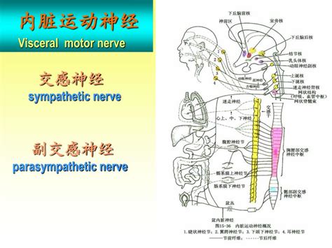 Ppt 内 脏 神 经 系 统 Visceral Nervous System Powerpoint Presentation Id