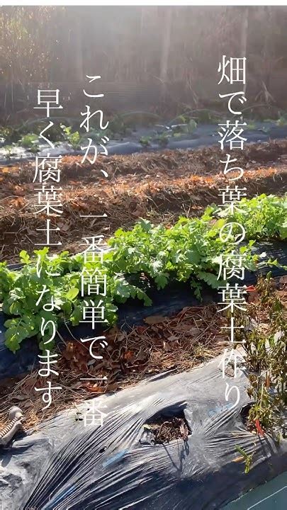 畑で丸ごと落ち葉の腐葉土作り🥰人参・大根収穫です💕自然栽培 黒滝村 土屋自然農園 農薬を使わず肥料を入れず大切に育てたお野菜 家庭