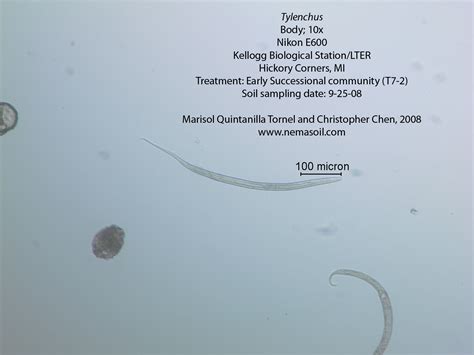 Tylenchus Applied Nematology Ecology And Acoustical Signatures