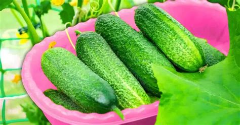 Cucumber Triumph 5 Tips For Successful Growth And Juicy Vegetable