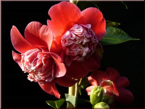Kamelien De Camellia Jap Shikubu Bei Kamelien De