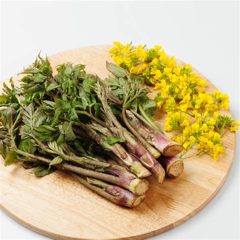 엄나무순 1kg2kg 지리산담쟁이농원 산엔청쇼핑몰