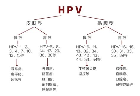 Hpv分型检测的重要性 知乎