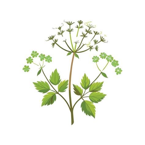 Elegant Cow Parsnip Floral Design 57395004 Vector Art At Vecteezy