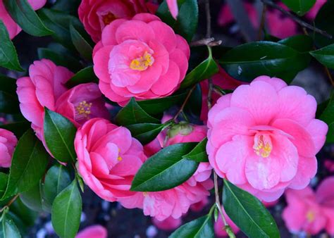 19 Evergreen Flowering Shrubs For Full Sun 🌞 🌺 Best Varieties For Sun Drenched Spots