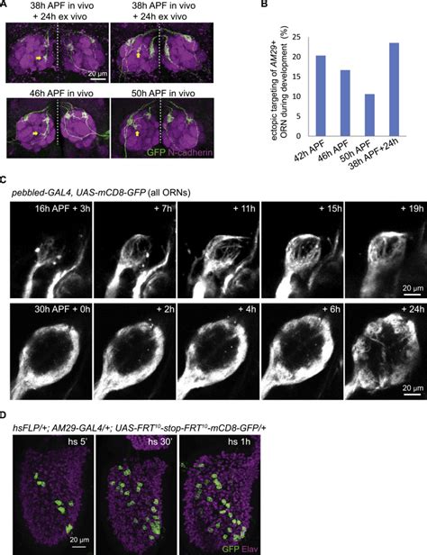 Cellular Bases Of Olfactory Circuit Assembly Revealed By Systematic Time Lapse Imaging Cell