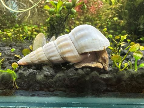 White Herculean Snail Brotia Herculea Small Exotic Farm