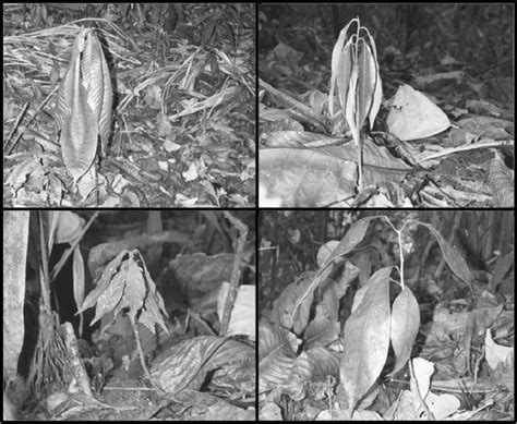 Wilted Seedlings In The 50 Ha Forest Dynamics Plot On Barro Colorado